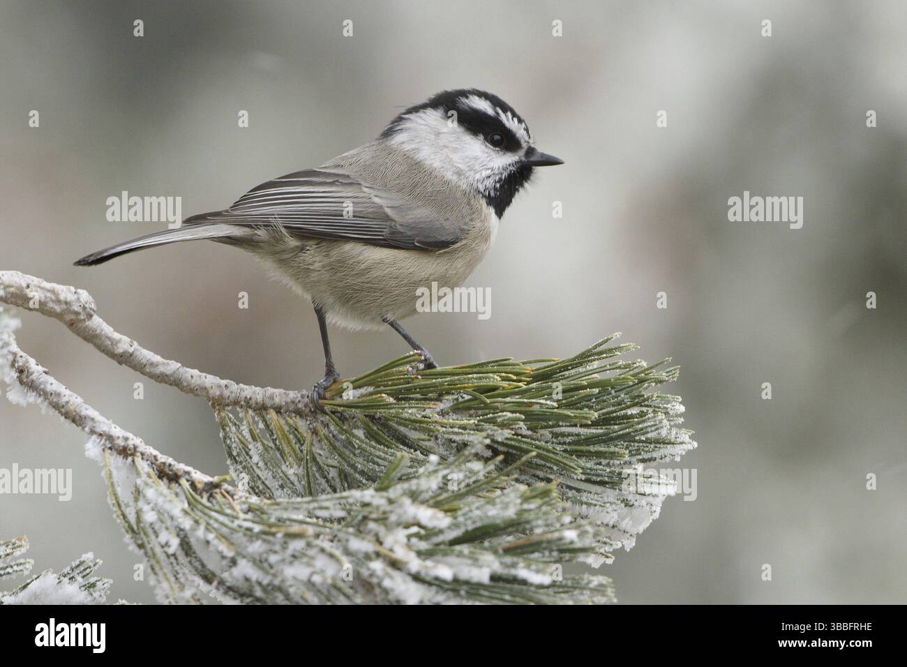 Mountain Chickadee (Poecile gambeli), New Mexico, USA, North America ...