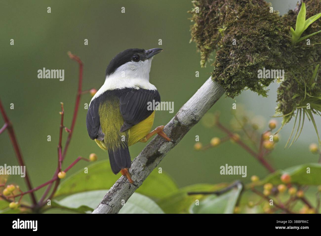 White-collared Manakin (Manacus candei) male, Costa Rica, Central ...