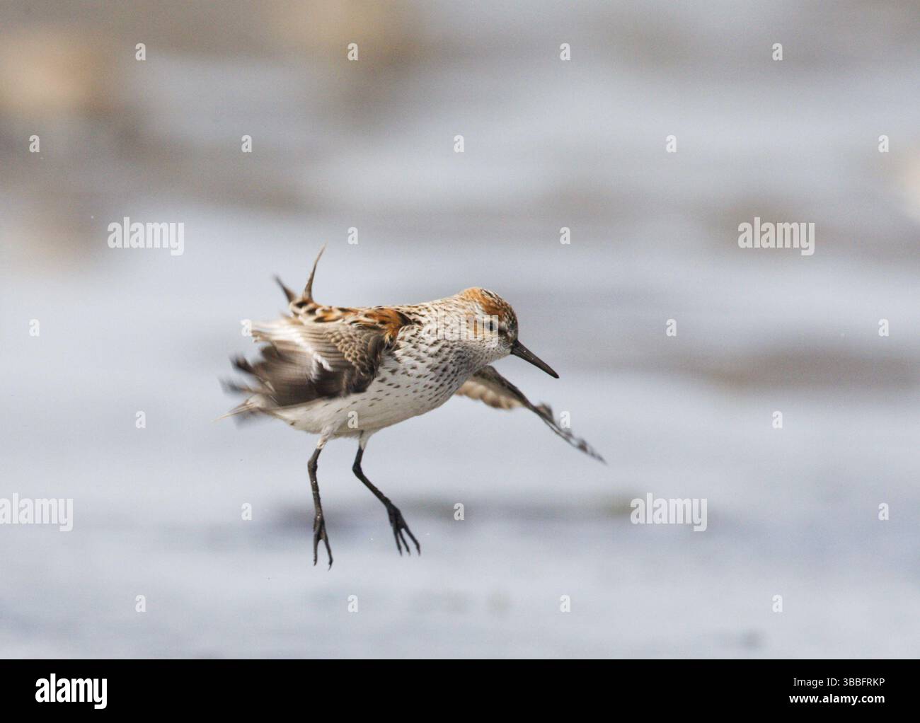 Western Sandpiper (Calidris mauri) flying, Washington, USA, North ...