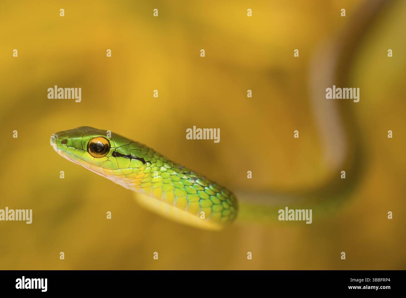 Satiny parrot snake (Leptophis depressirostris Stock Photo - Alamy