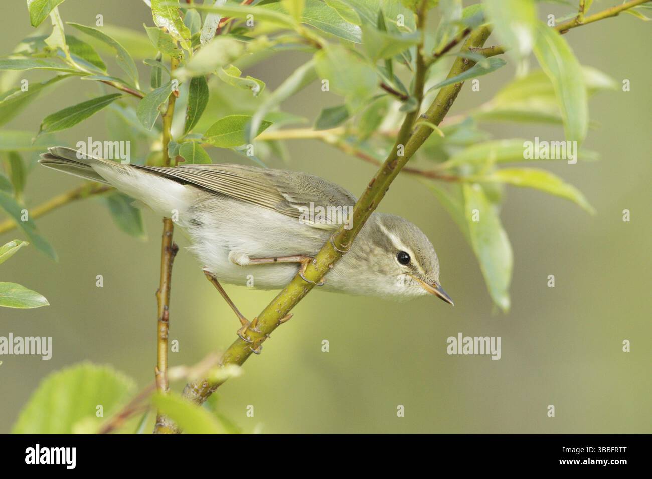 Arctic Warbler (Phylloscopus borealis), Finnmark, Norway, Europe Stock ...