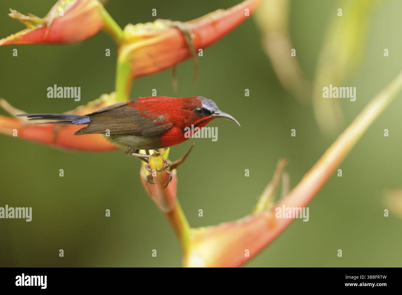 Crimson Sunbird (Aethopyga siparaja) male, Singapore, Asia Stock Photo ...