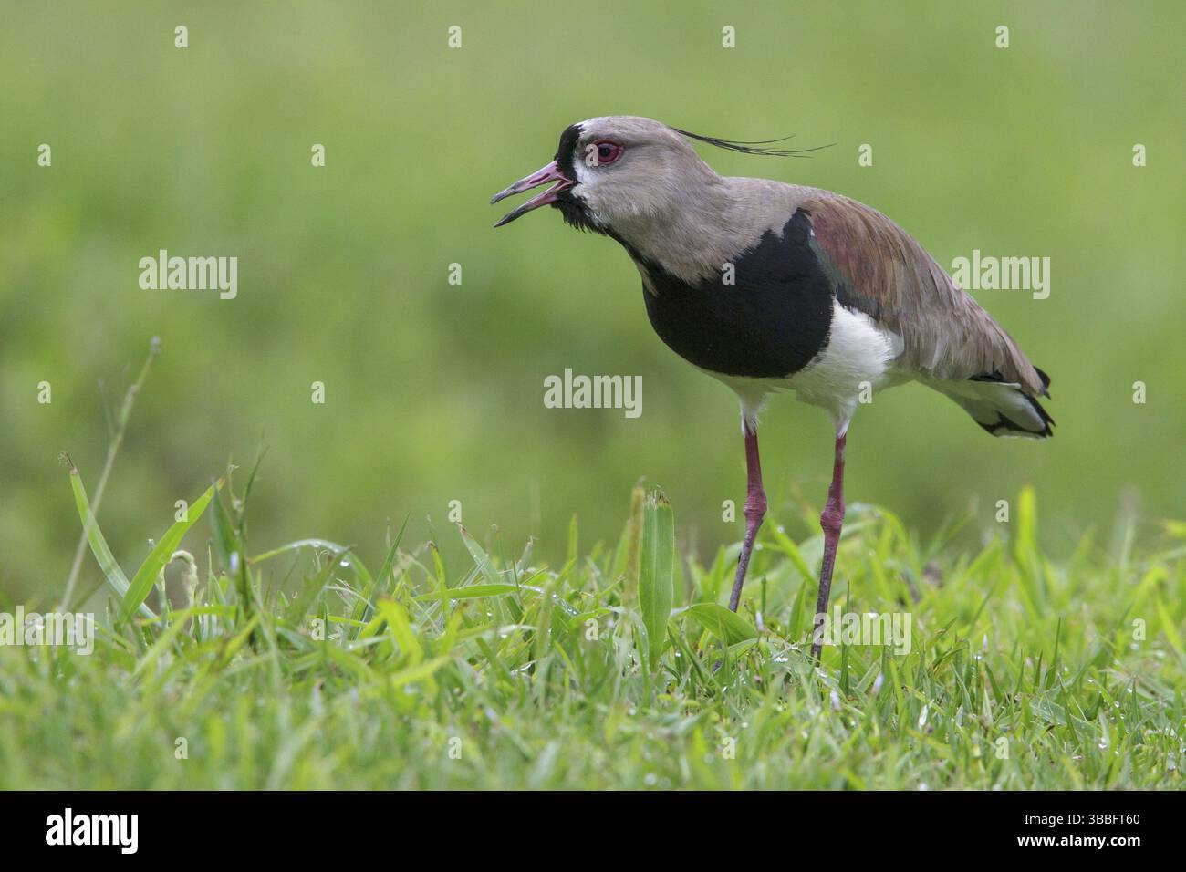 Southern Lapwing (Vanellus chilensis) on the ground in the Atlantic rainforest of southeast ...