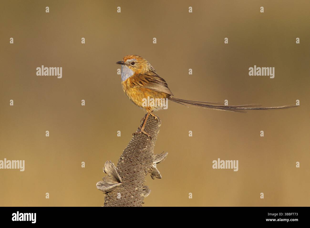 Southern Emu-wren (Stipiturus malachurus), New South Wales, Australia ...