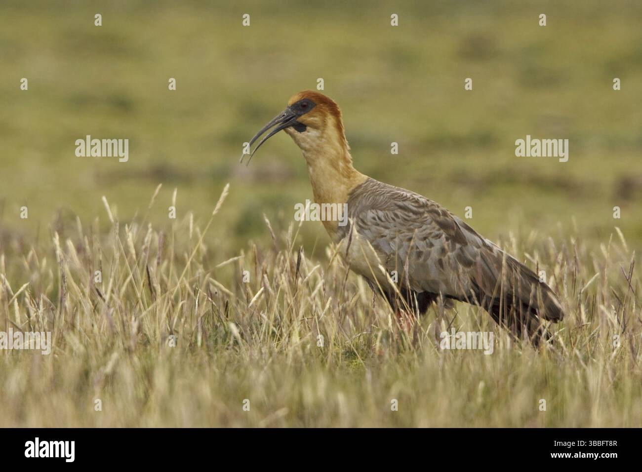 Black-faced Ibis (Theristicus melanopis), Ecuador, South America Stock ...