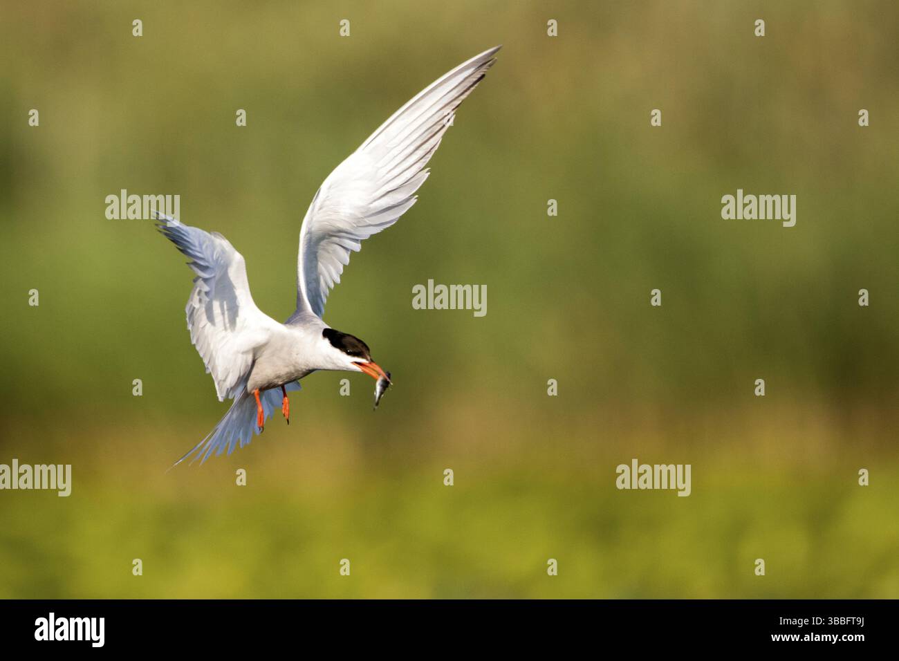 Common Tern (Sterna hirundo) flying with fish prey in beak, Danube ...