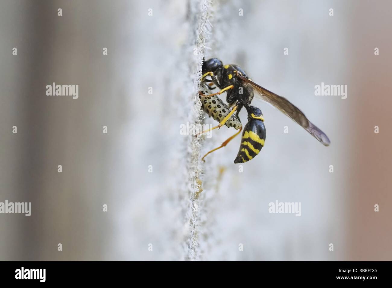 A large stem wasp (Symmorphus murarius) transports a leaf beetle larva ...