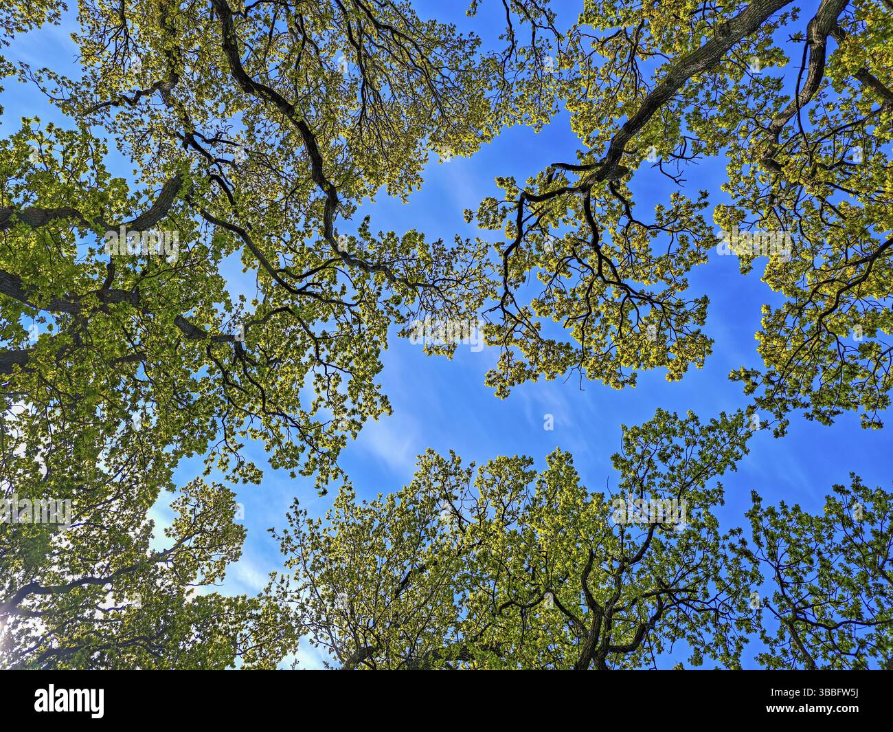 View upwards into the treetops, forest of leaves, branches, tree trunk ...