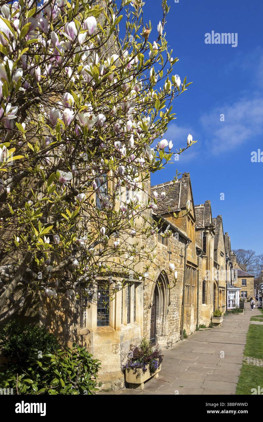 Flowering tree, High Street, Chipping Campden, The Cotswolds, England ...