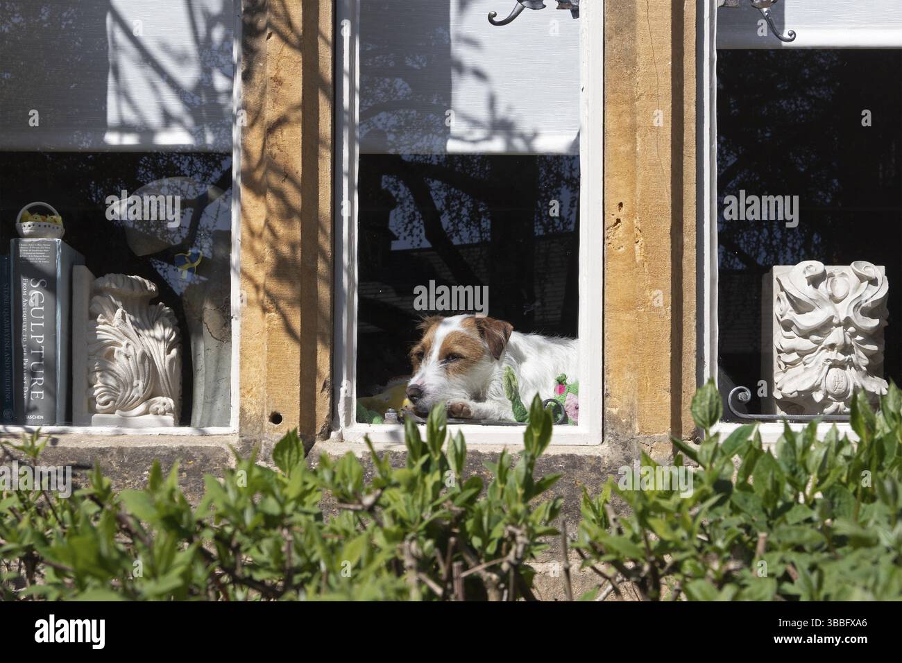Dog lying in a window, house, Chipping Campden, The Cotswolds, England ...