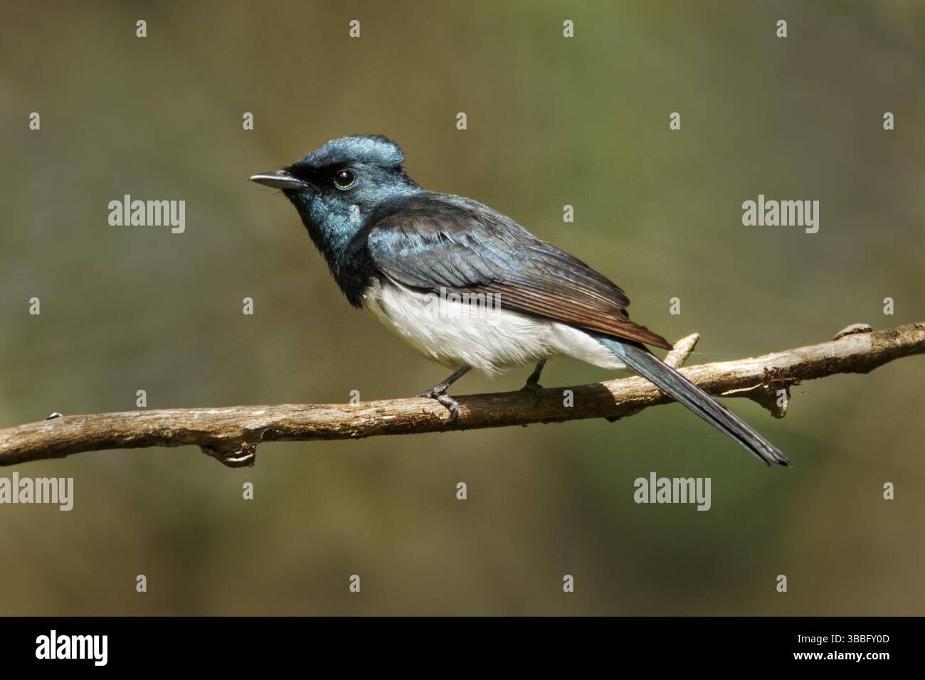 Satin Flycatcher (Myiagra cyanoleuca) male, Tasmania, Australia ...