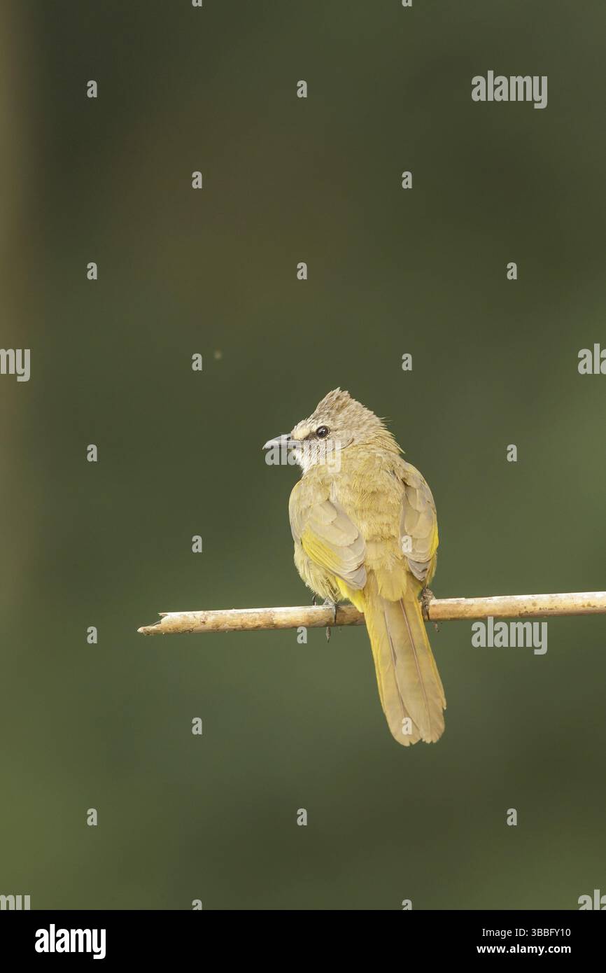 Flavescent Bulbul (Pycnonotus flavescens), Kaeng Krachan, Thailand ...