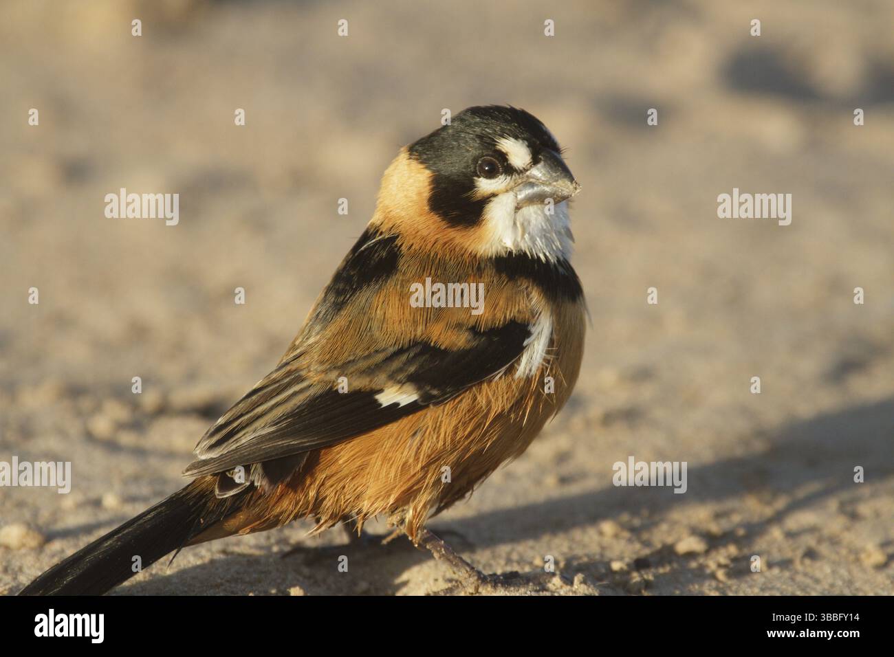 Rusty-collared Seedeater (Sporophila collaris melanocephala) male ...