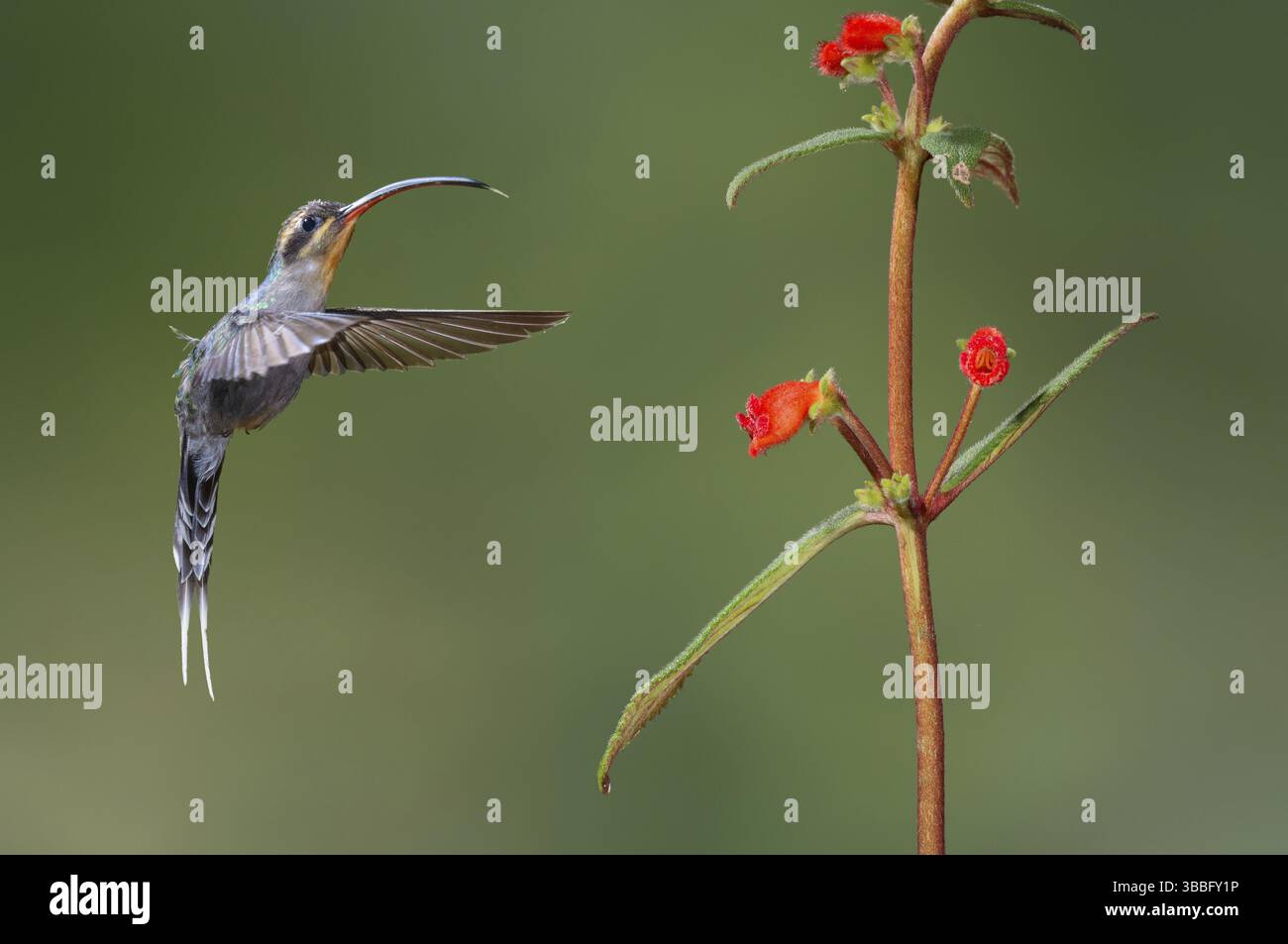 Green Hermit (Phaethornis guy), Costa Rica, Central America Stock Photo ...