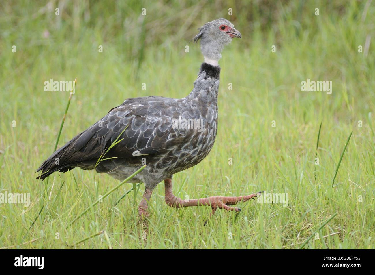 Southern Screamer (Chauna torquata), Pantanal, Brazil, South America ...