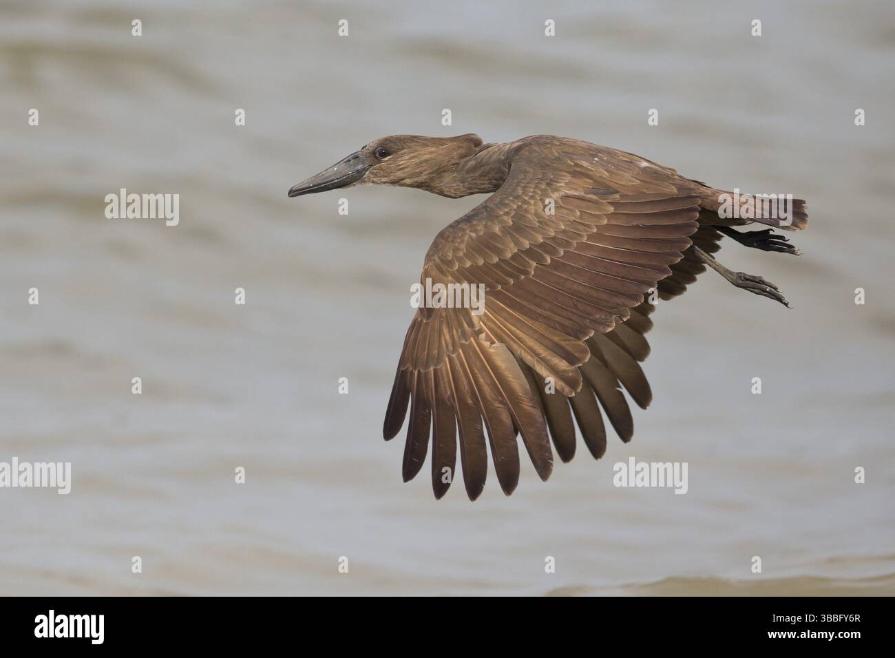 Hamerkop (Scopus umbretta) flying over water, Semuliki National Park ...