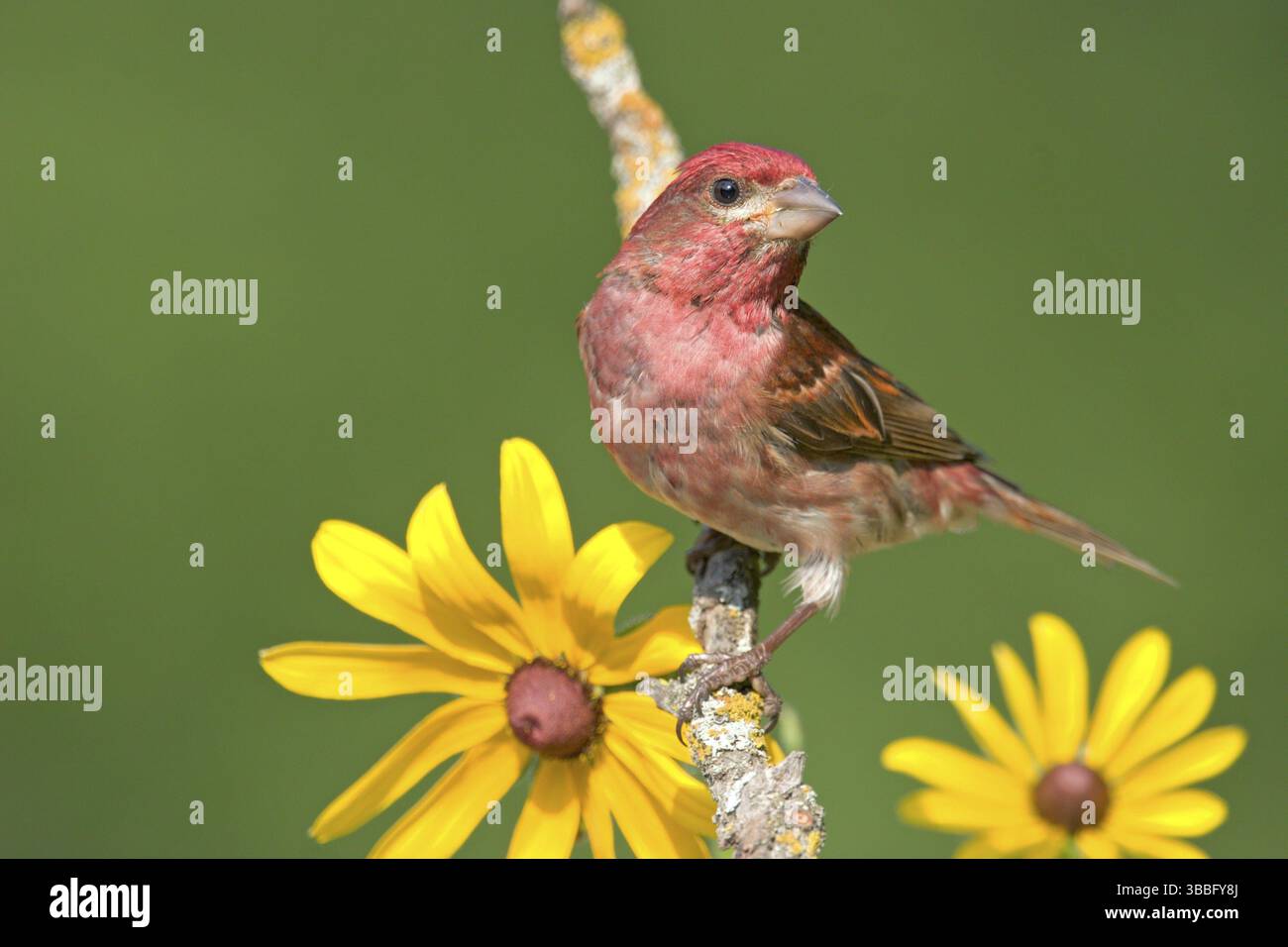 Purple Finch Carpodacus purpureus Tamrack, Aitkin County, Minnesota ...