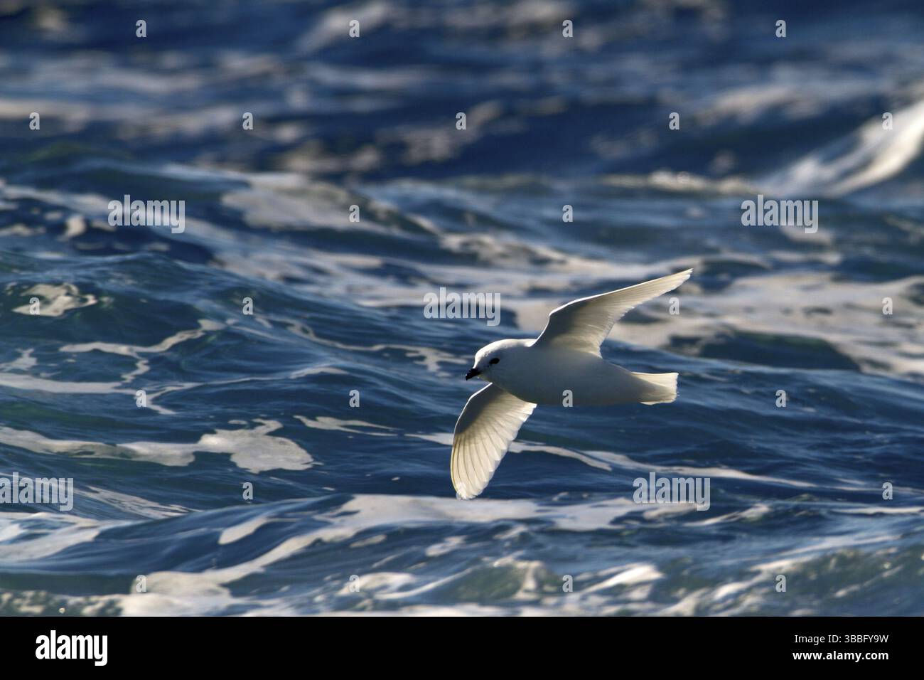 Snow Petrel (Pagodroma nivea) flying, Ross Sea, Antarctica Stock Photo ...