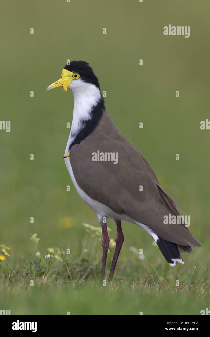 Masked Lapwing (Vanellus miles), Tasmania, Australia, Oceania Stock ...