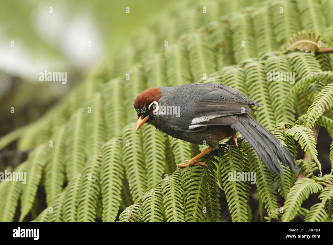 Chestnut-capped Laughingthrush (Garrulax mitratus), Fraser's Hill ...