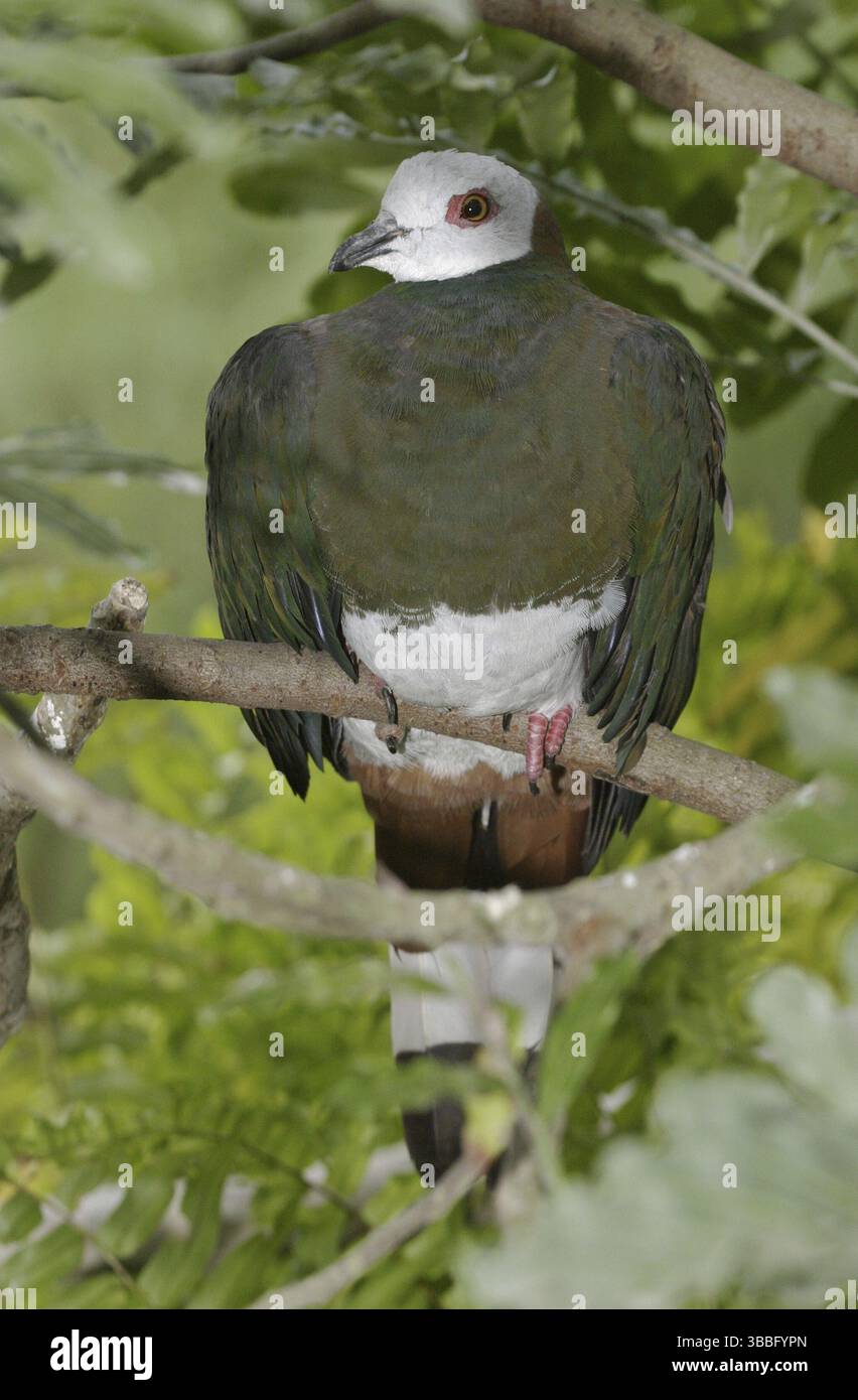 White-bellied Imperial Pigeon (Ducula forsteni), Florida, USA, North ...
