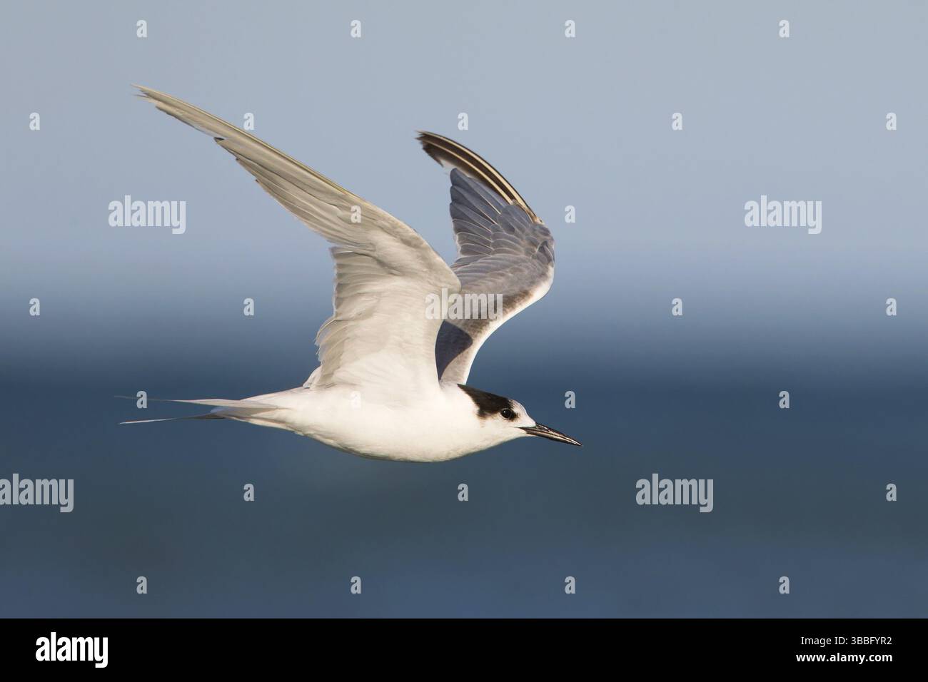 Common Tern-longipennis (Sterna hirundo longipennis) flying, Victoria ...