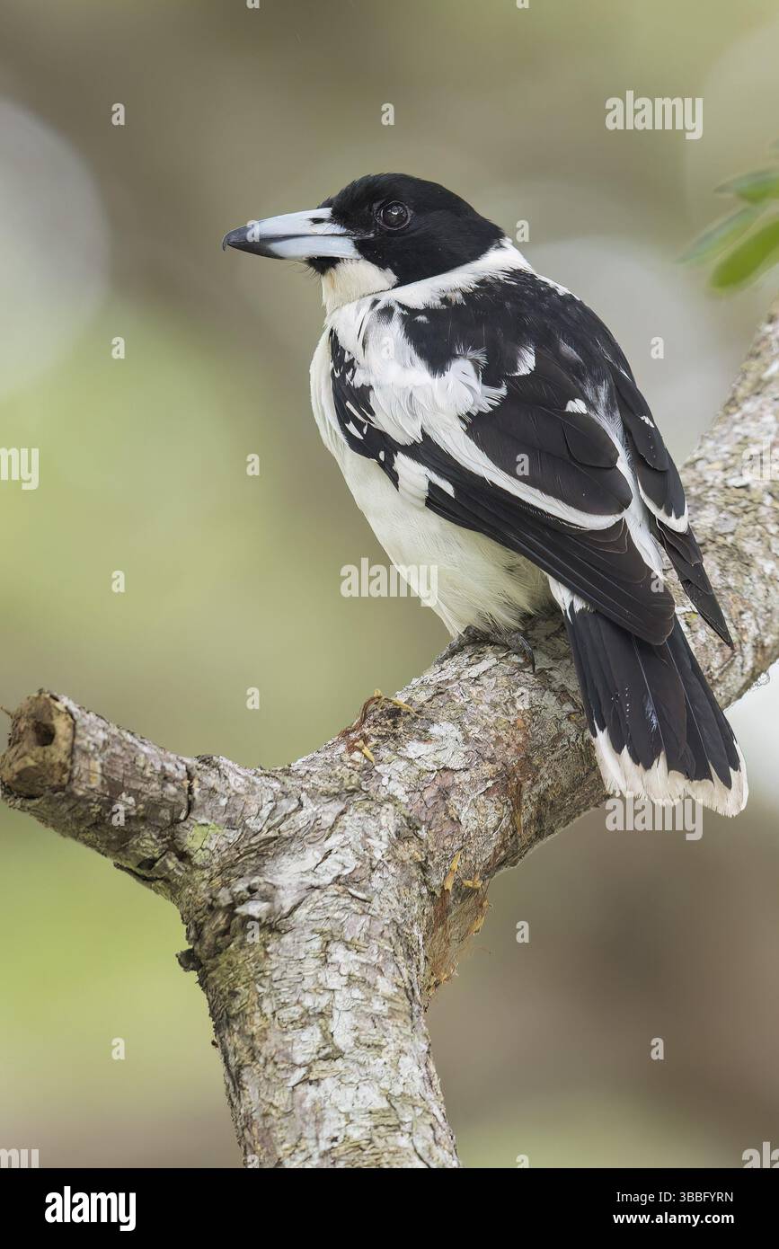 Black-backed Butcherbird (Cracticus mentalis) perched on a branch in ...