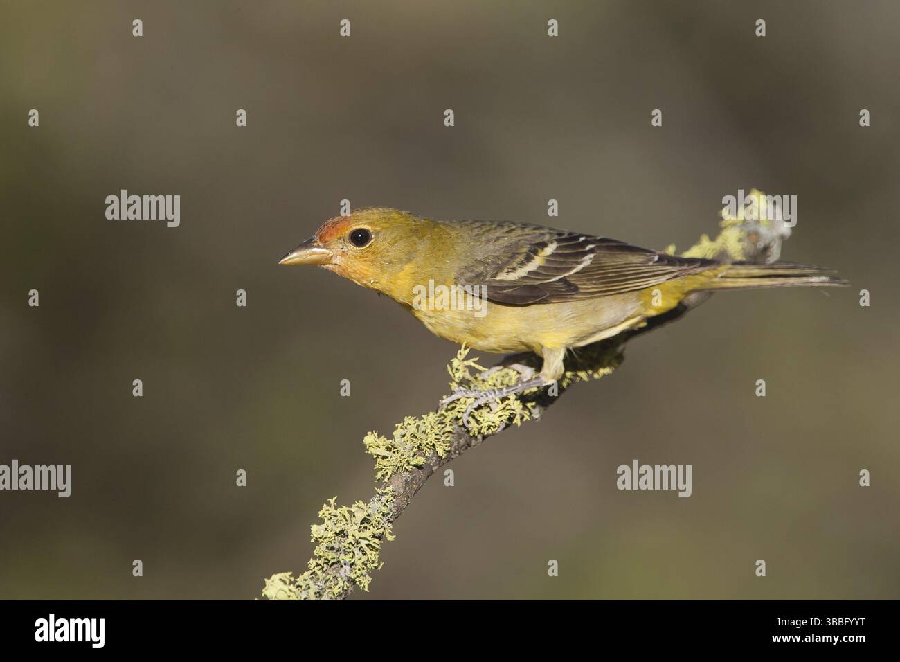 Western Tanager (Piranga ludoviciana) female, California, USA, North ...