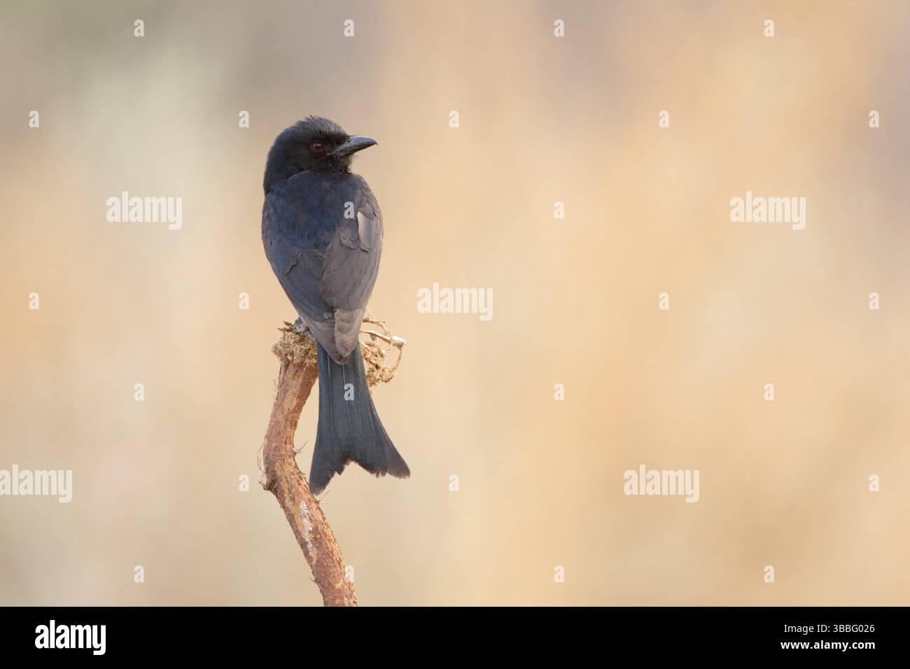 Fork-tailed Drongo (Dicrurus adsimilis), Namibia, Africa Stock Photo ...