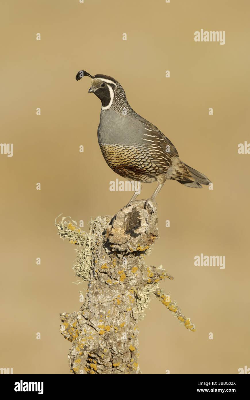 California Quail (Callipepla californica) male, California, USA, North ...