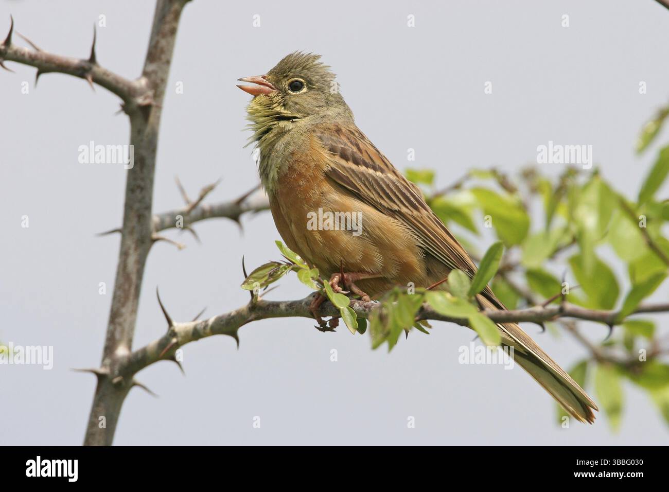 Ortolan bunting in natural habitat hi-res stock photography and images ...