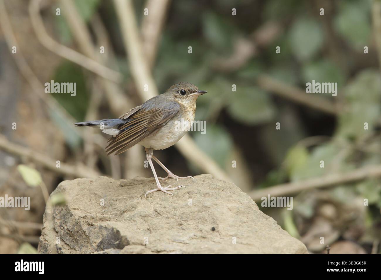Siberian Blue Robin (Larvivora cyane) juvenile male, Kaeng Krachan ...