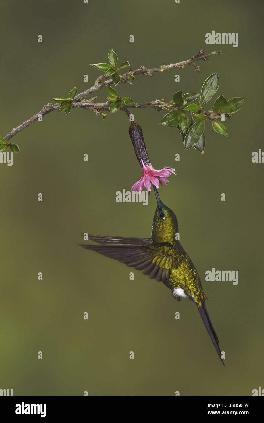 Sapphire-vented Puffleg (Eriocnemis luciani), Ecuador, South America ...