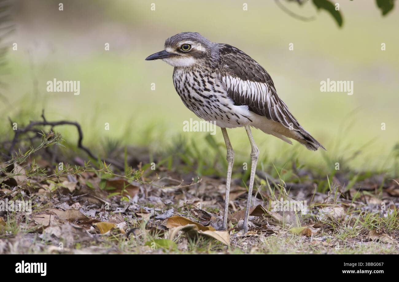 Bush Stone-curlew (Burhinus grallarius), Queensland, Australia, Oceania ...