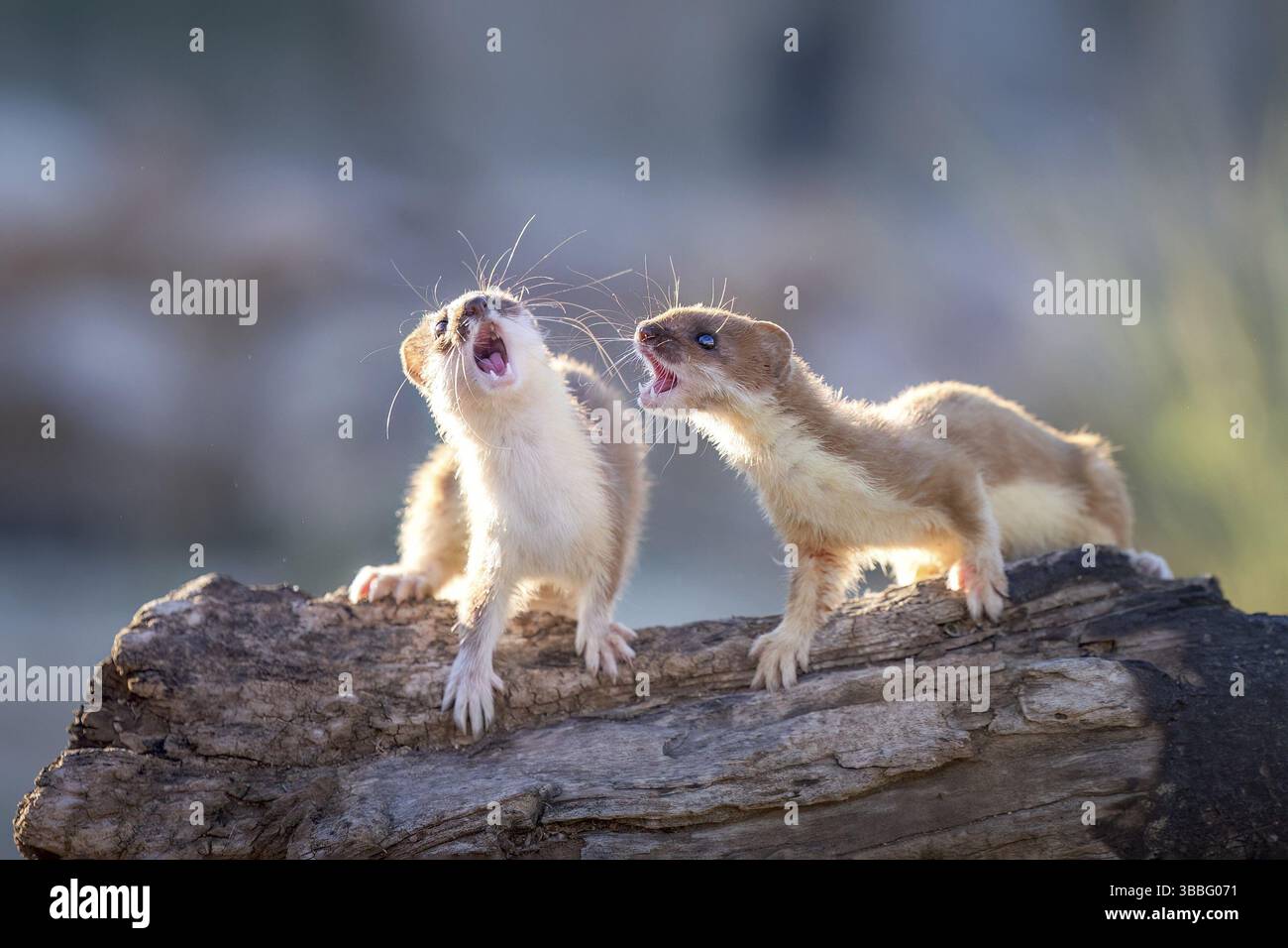 Short-tailed Weasel (Mustela erminea) two adult fighting on tree trunk ...
