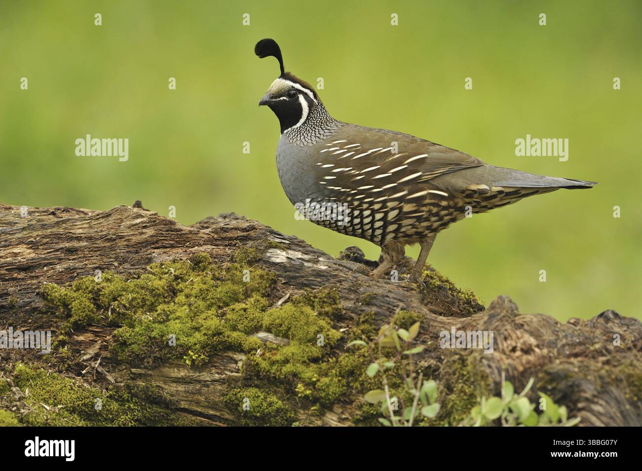 California Quail (Callipepla californica) male, Canada, North America ...