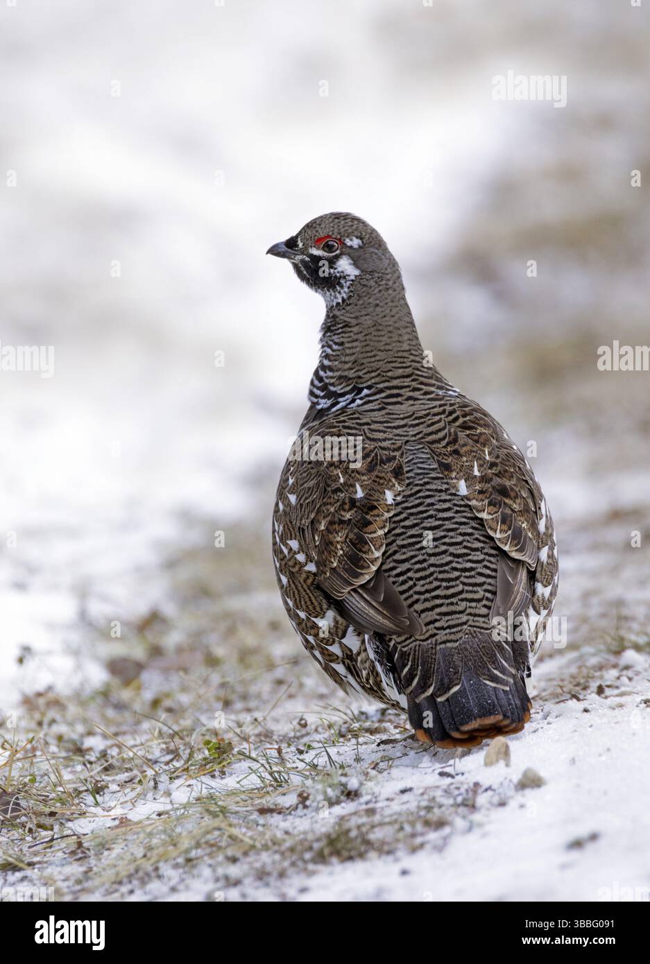 Spruce Grouse (Falcipennis canadensis) male, Saskatchewan, Canada ...