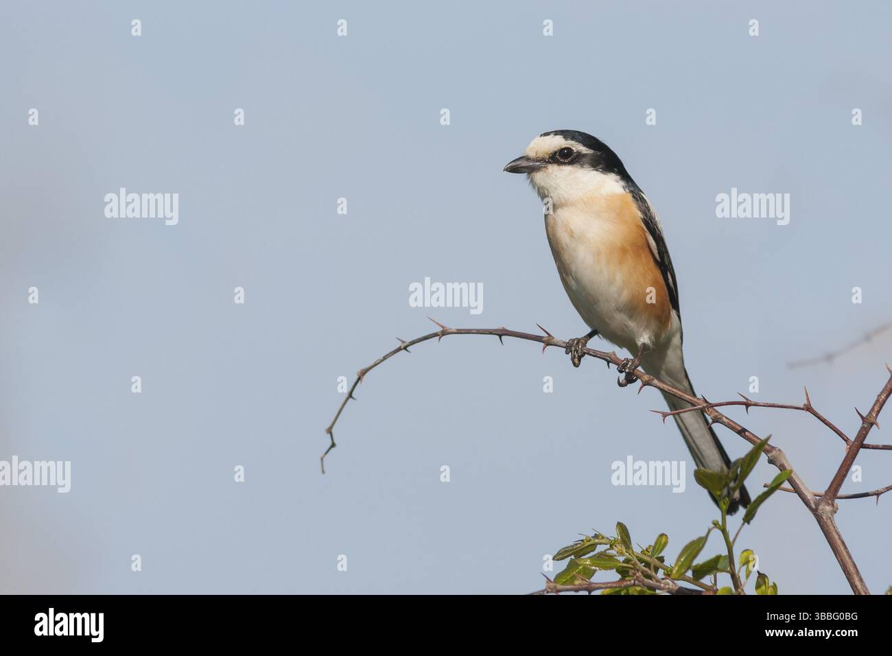 Masked Shrike - Maskenwuerger - Lanius nubicus, Turkey, adult male ...