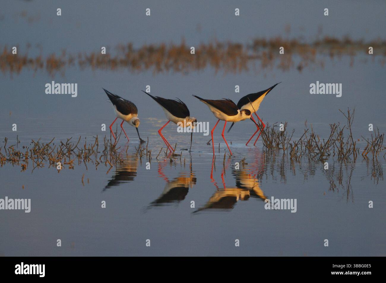 Black-winged Stilt (Himantopus himantopus) foraging, Spain, Europe ...