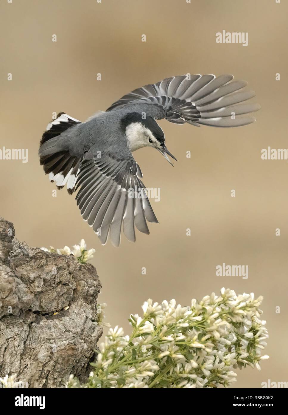 White-breasted Nuthatch (Sitta carolinensis) flying, California, USA ...