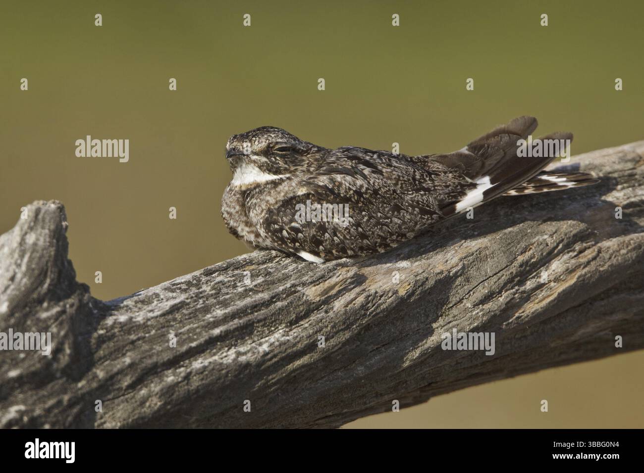 Anthony's Nightjar (Nyctidromus anthonyi), Ecuador, South America Stock ...