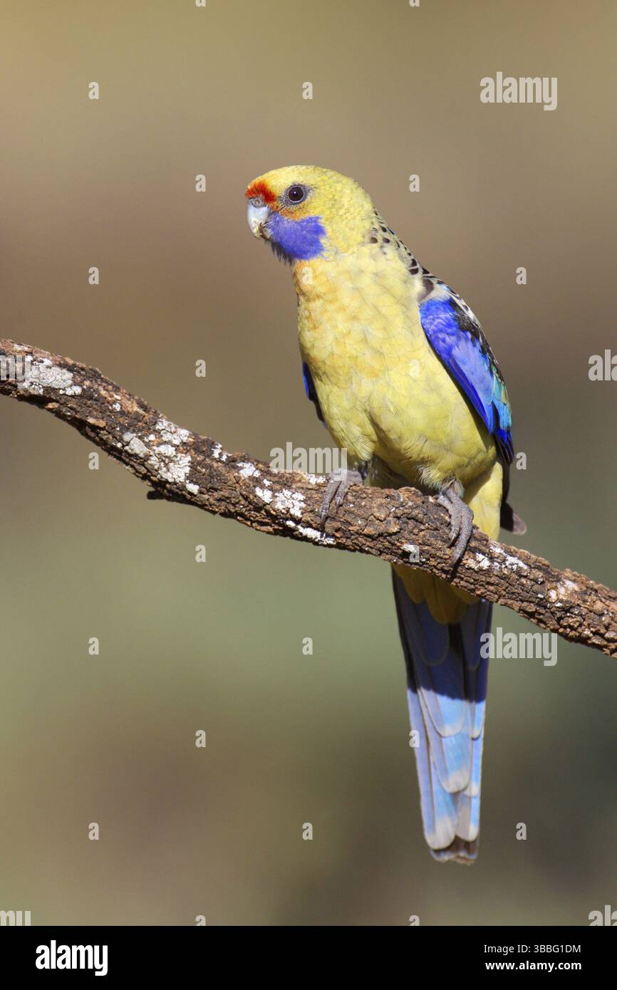 Yellow Rosella (Platycercus elegans flaveolus), Victoria, Australia, Oceania Stock Photo - Alamy