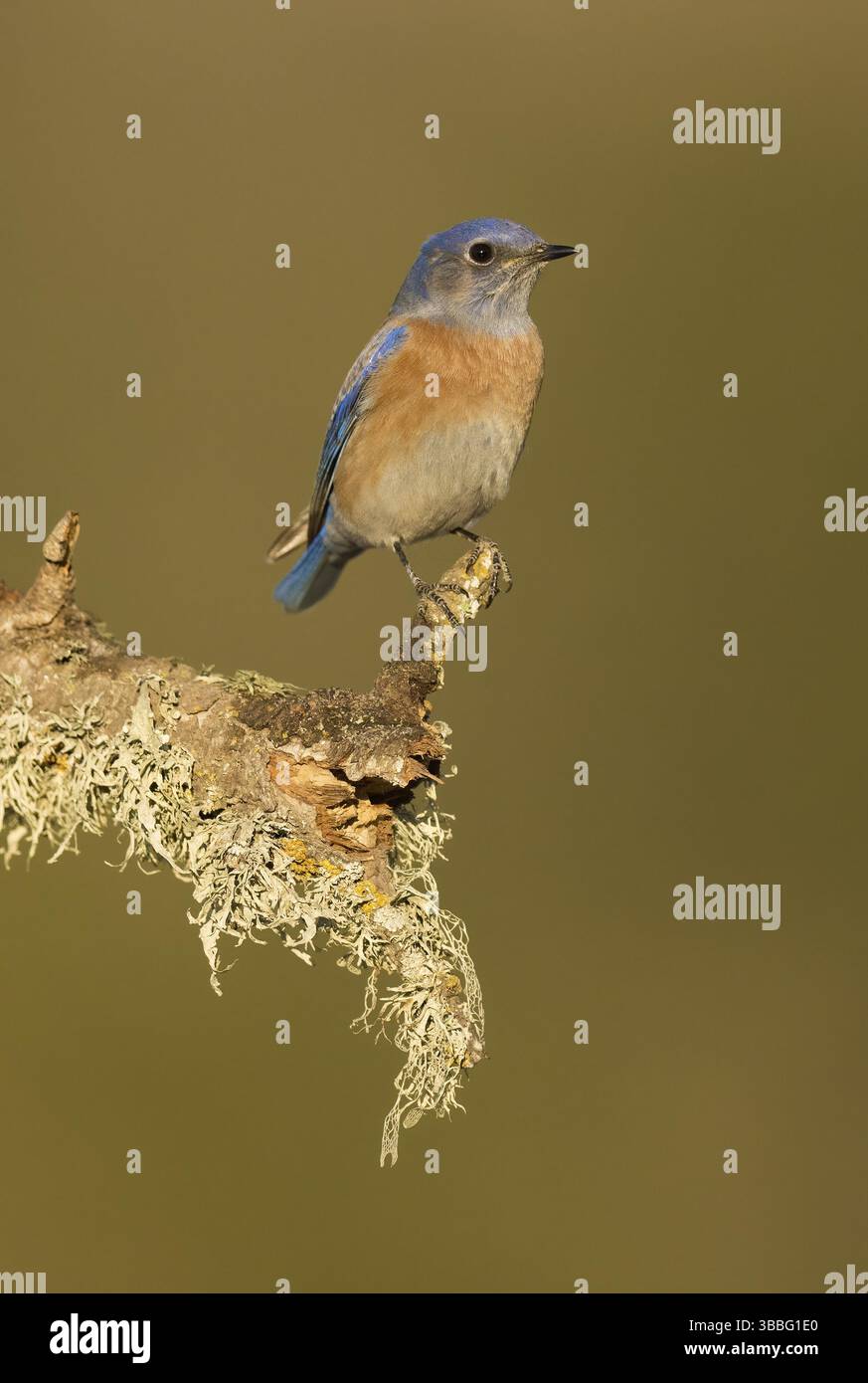 Western Bluebird (Sialia mexicana), California, USA, North America ...