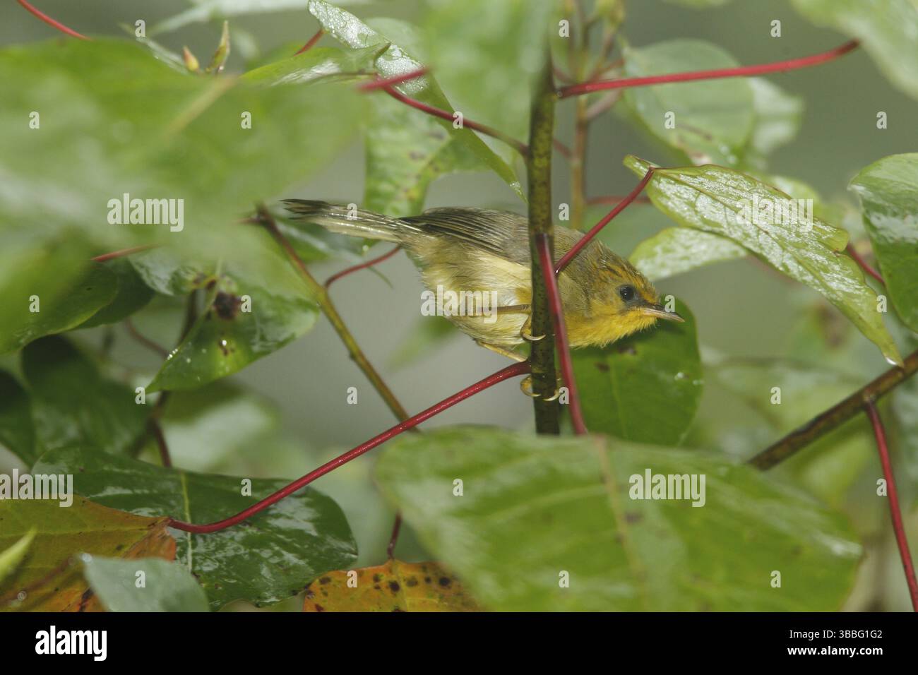 Golden Babbler (Stachyridopsis chrysaea), Fraser's Hill, Malaysia, Asia ...