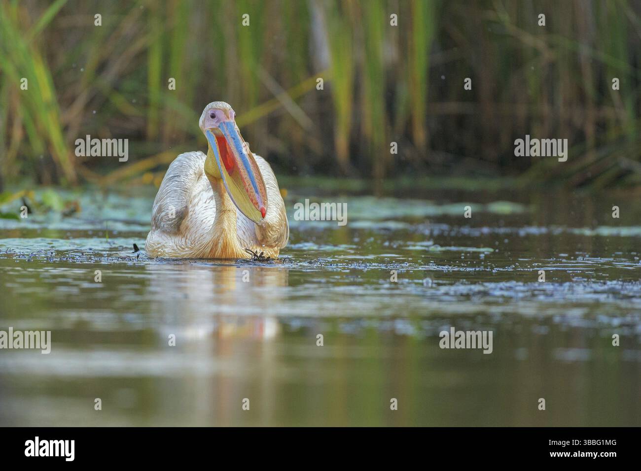 Great White Pelican (Pelecanus onocrotalus), Danube-Delta, Romania ...