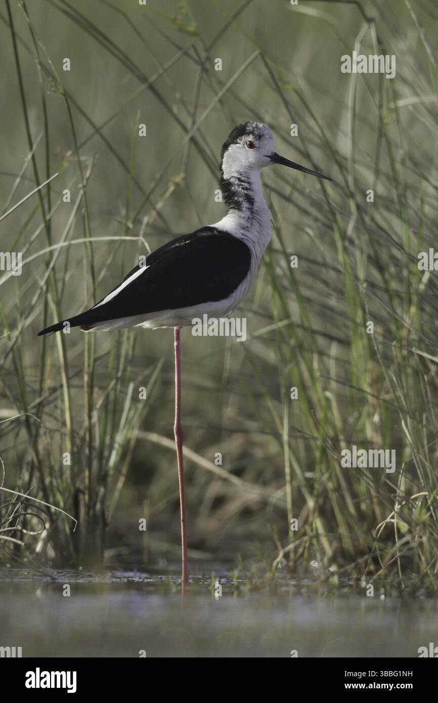 Black-winged Stilt (Himantopus himantopus), Portugal, Europe Stock ...