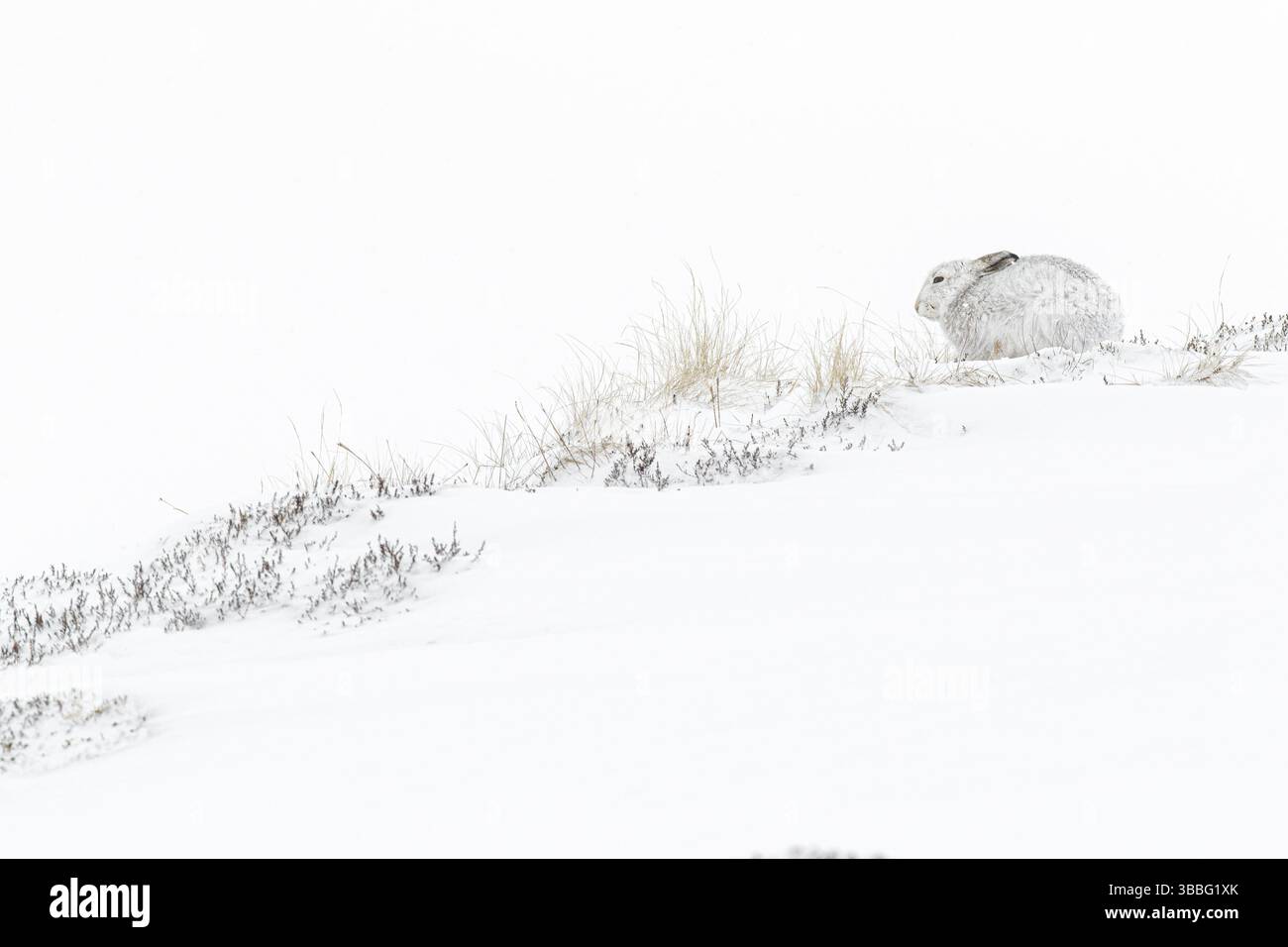 Mountain Hare (Lepus timidus), adult with winter pelage resting on ...