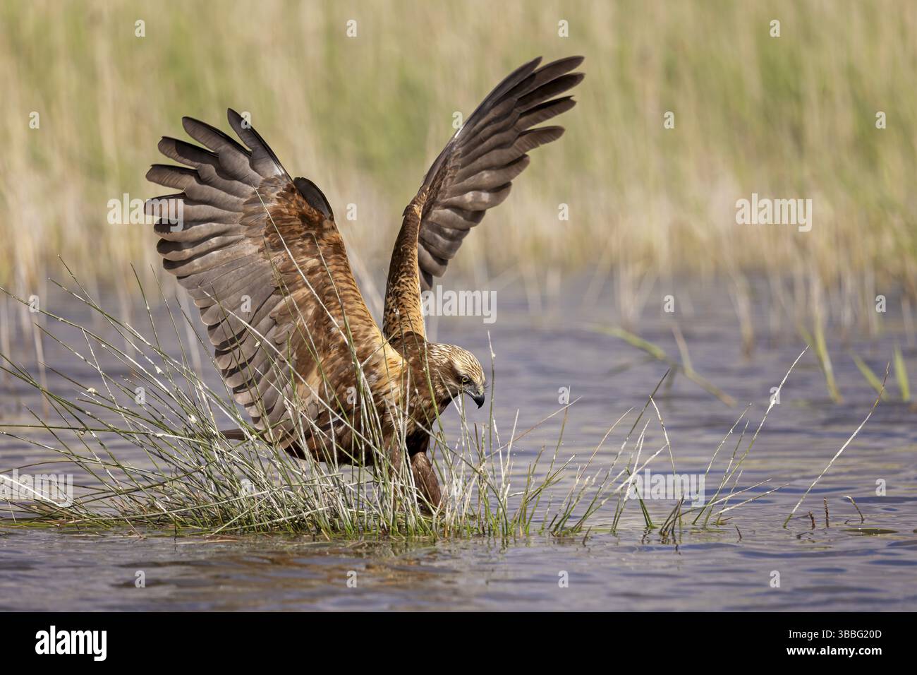 Western Marsh Harrier (Circus aeruginosus) female, Spain, Europe Stock ...