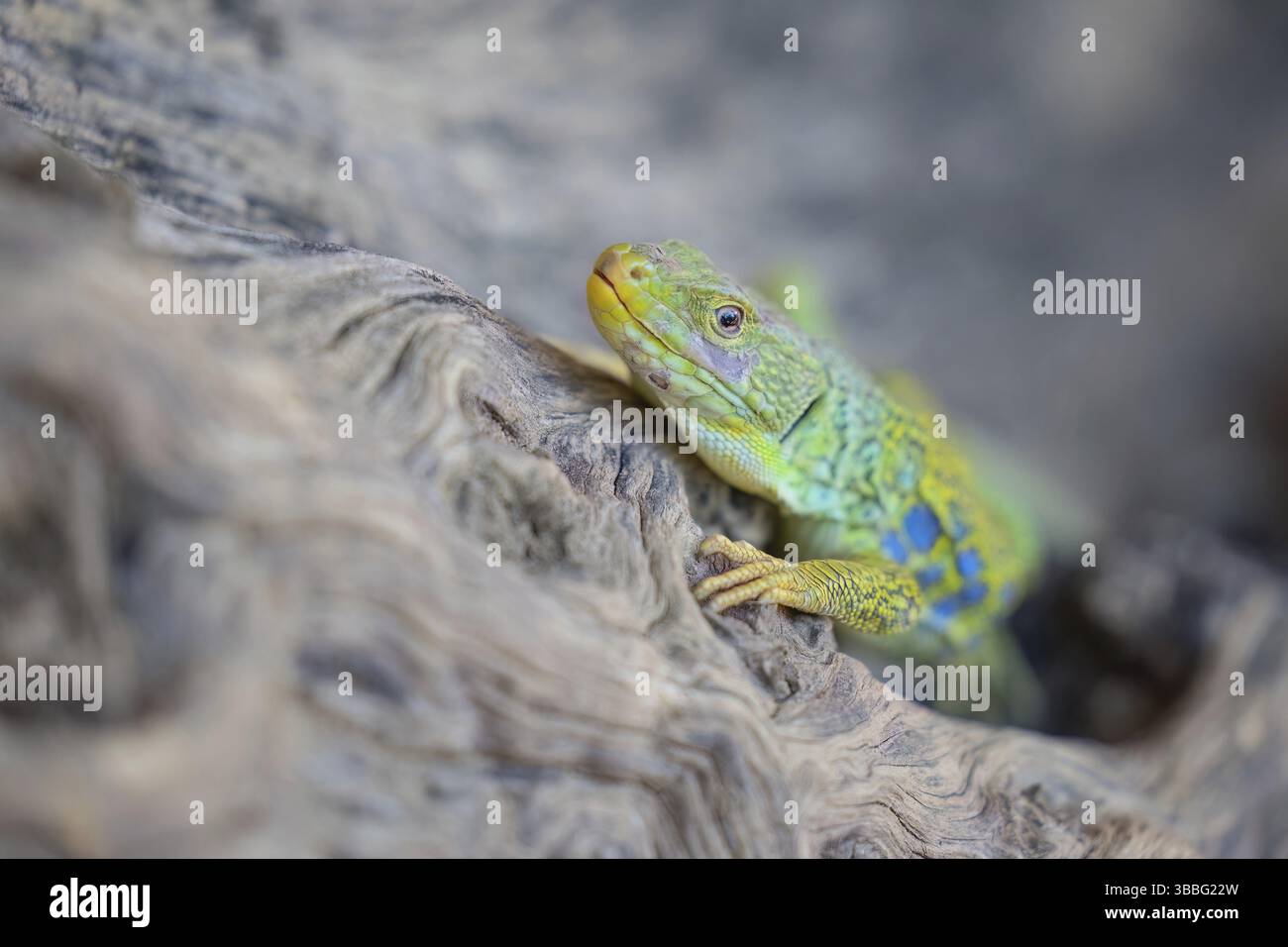 Ocellated lizard timon lepidus adult hi-res stock photography and ...