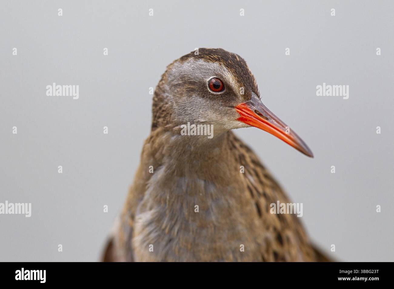 Brown-cheeked Rail (Rallus indicus), Dornod Aimag, Mongolia, Asia Stock ...